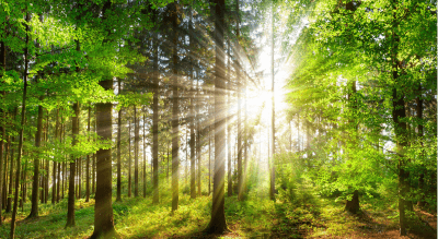 Environmental Sustainability - Salesforce.com