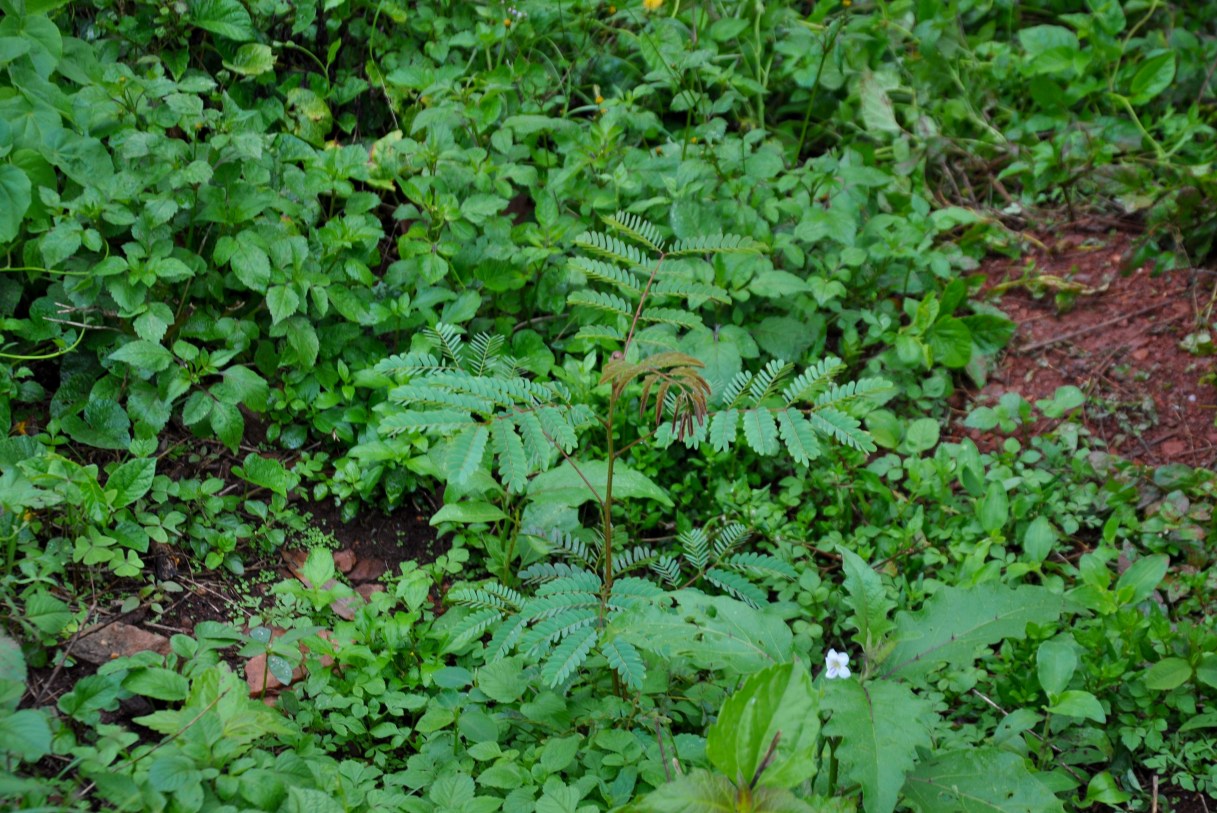 100M Trees Funded by 2030: Evaluating Our Progress - Salesforce