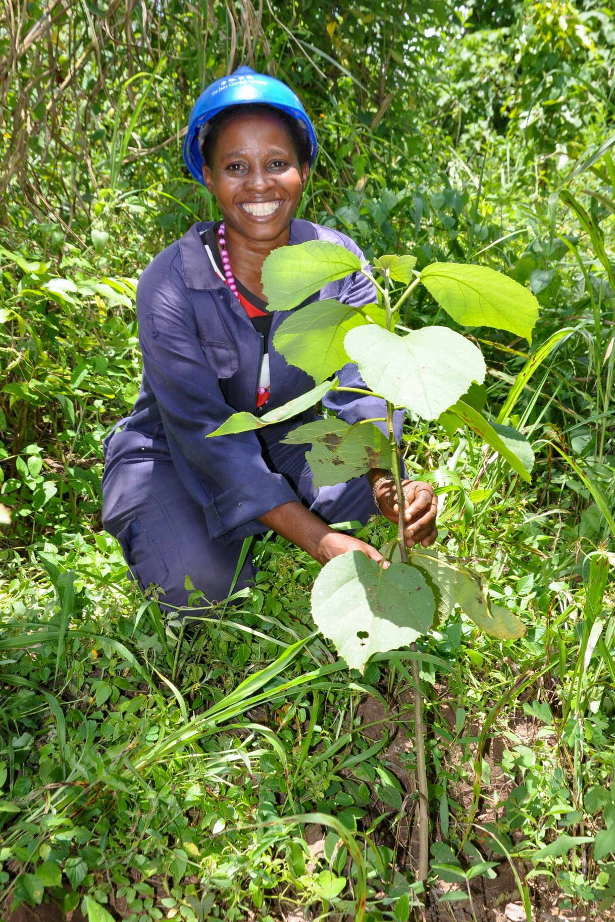 100M Trees Funded by 2030: Evaluating Our Progress - Salesforce