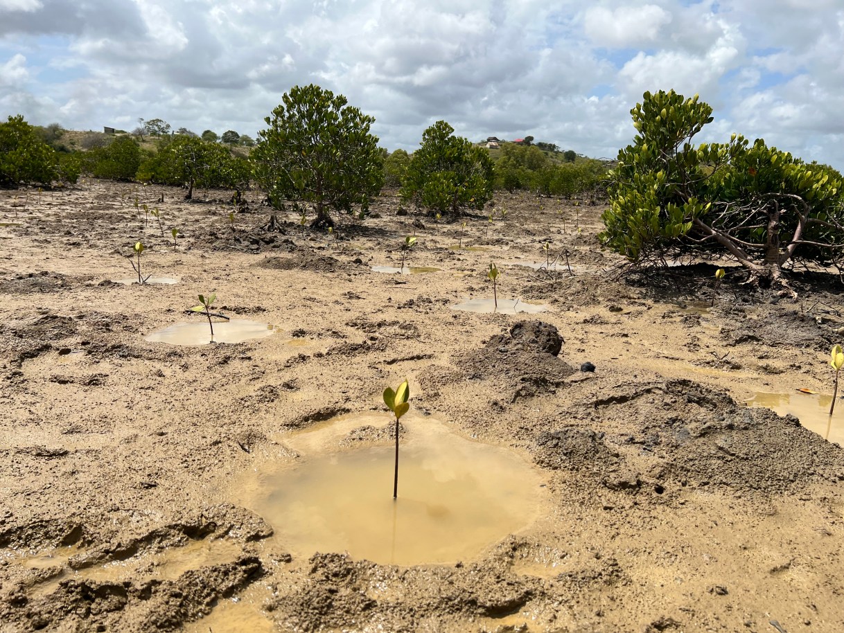 100M Trees Funded by 2030: Evaluating Our Progress - Salesforce