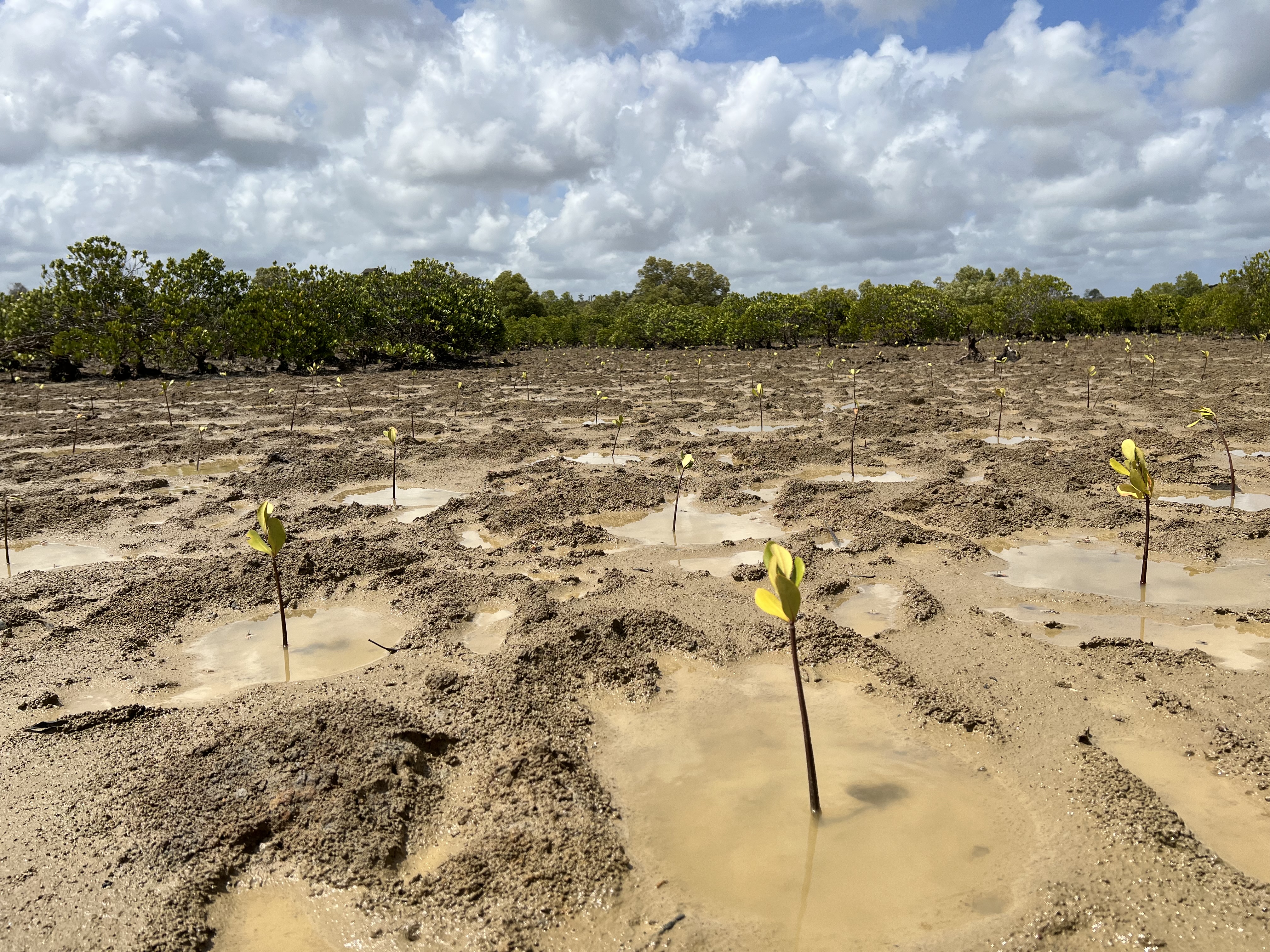 100M Trees Funded by 2030: Evaluating Our Progress - Salesforce