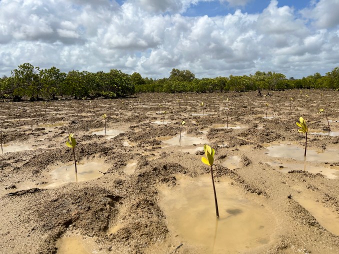 100M Trees Funded by 2030: Evaluating Our Progress - Salesforce